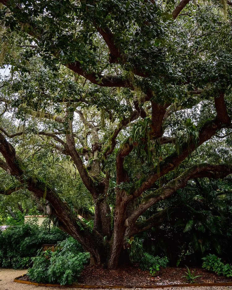 Southern Live Oak – Hellweg & Cloutier